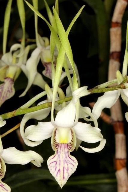 Dendrobium Hard Cane : 5211